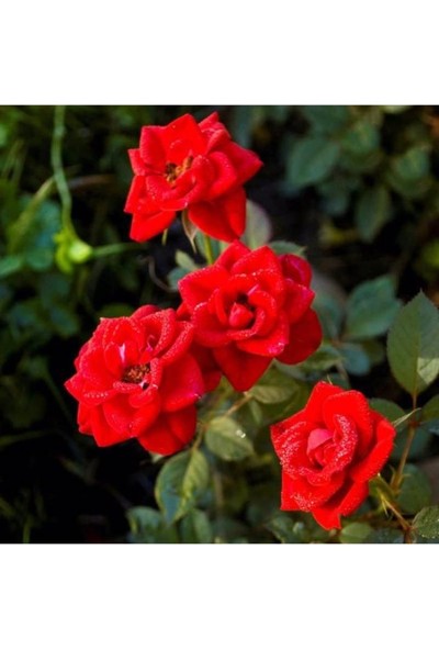 Rüzgar Botanik Koyu Kırmızı Minyatür Gül Fidanı 40 cm 60 cm