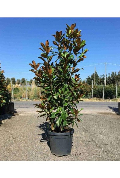 Rüzgar Botanik Manolya Fidanı 40CM-60CM