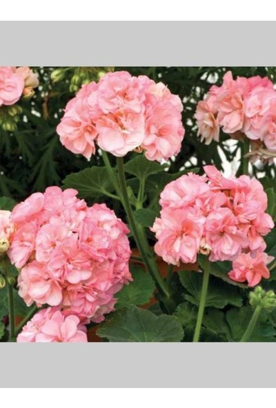 Rüzgar Botanik Pembe Beyaz Sakız Sardunya Çiçeği Fidanı 10CM-30CM Rüzgar Botanik Pembe Beyaz Sakız Sardunya Çiçeği Fidanı 10CM-30CM