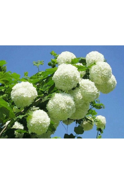 Rüzgar Botanik Çınar Kartopu Çiçeği Fidanı 40CM-60CM Rüzgar Botanik Çınar Kartopu Çiçeği Fidanı 40CM-60CM
