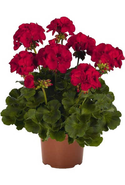 Rüzgar Botanik Koyu Kırmızı Sardunya Çiçeği Fidanı 10CM-30CM Rüzgar Botanik Koyu Kırmızı Sardunya Çiçeği Fidanı 10CM-30CM