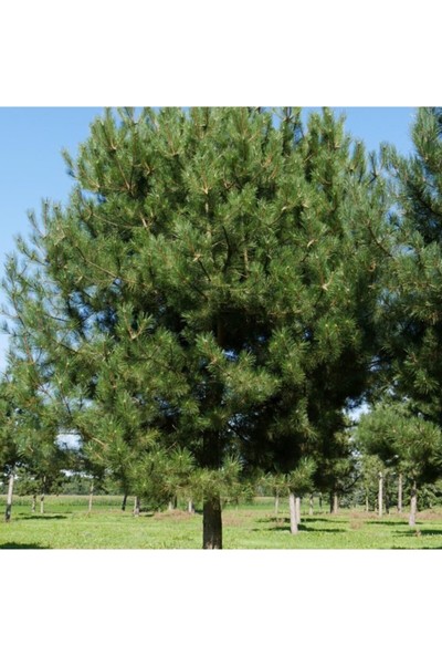 Rüzgar Botanik Kara Çam Fidanı 80CM-100CM Rüzgar Botanik Kara Çam Fidanı 80CM-100CM