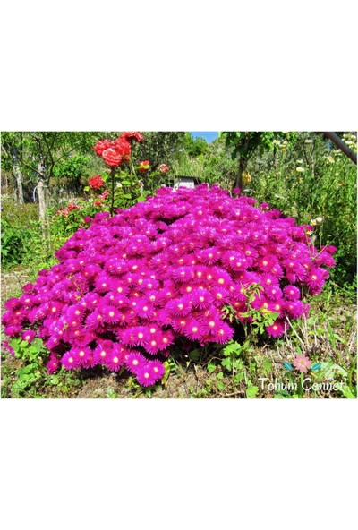 Rüzgar Botanik 10 Adet Acem Halısı Fidesi Rüzgar Botanik 10 Adet Acem Halısı Fidesi