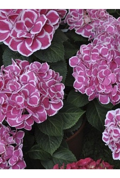 Rüzgar Botanik Pembe Beyaz Çizgili Ithal Ortanca 40 cm 60 cm Rüzgar Botanik Pembe Beyaz Çizgili Ithal Ortanca 40 cm 60 cm
