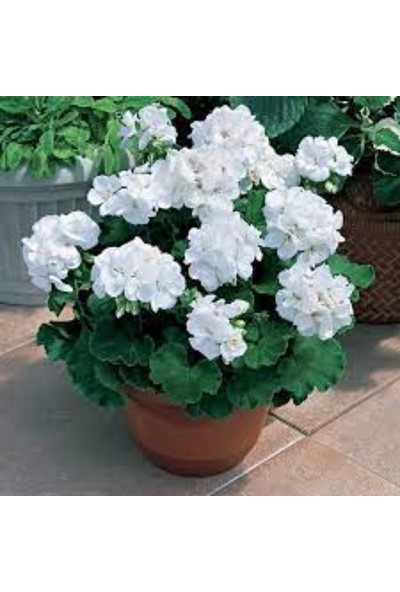 Rüzgar Botanik Beyaz Sardunya Çiçeği Fidanı 10CM-30CM Rüzgar Botanik Beyaz Sardunya Çiçeği Fidanı 10CM-30CM