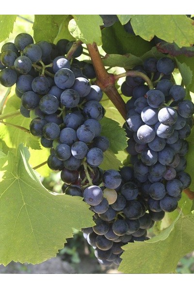 Rüzgar Botanik Arapgir Köhnü Üzüm Fidanı 2 Yaş 40 cm 60 cm