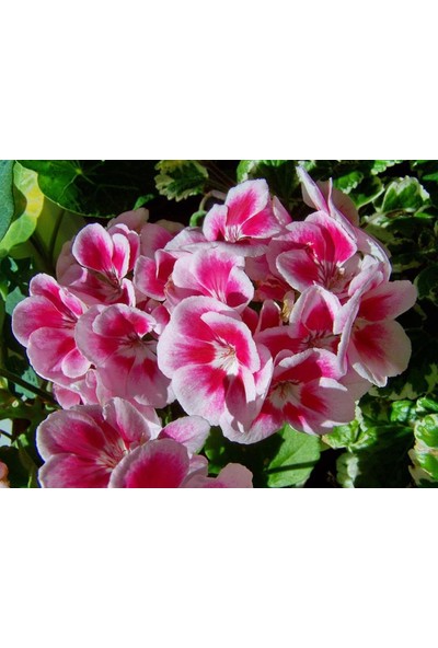 Rüzgar Botanik Pembe Beyaz Alacalı Sardunya Çiçeği Fidanı 10CM-30CM Rüzgar Botanik Pembe Beyaz Alacalı Sardunya Çiçeği Fidanı 10CM-30CM