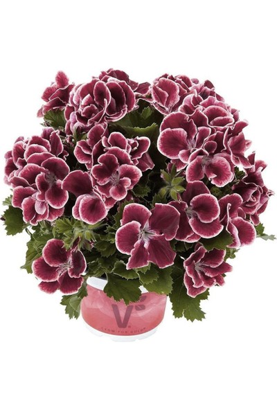 Rüzgar Botanik Bordo Ceylan Gözü Sardunya Çiçeği Fidanı 10CM-30CM Rüzgar Botanik Bordo Ceylan Gözü Sardunya Çiçeği Fidanı 10CM-30CM