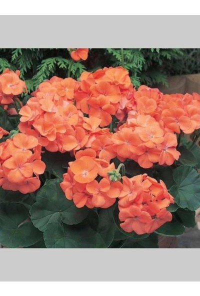 Rüzgar Botanik Turuncu Sakız Sardunya Çiçeği Fidanı 10CM-30CM Rüzgar Botanik Turuncu Sakız Sardunya Çiçeği Fidanı 10CM-30CM