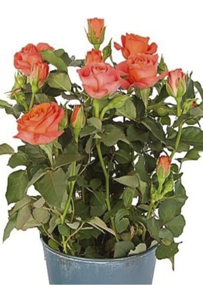 Rüzgar Botanik Ebruli Minyatür Gül Fidanı 40 cm 60 cm Rüzgar Botanik Ebruli Minyatür Gül Fidanı 40 cm 60 cm