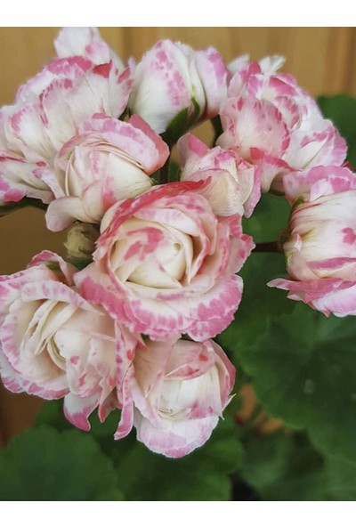 Rüzgar Botanik Gül Sardunya Fidanı 20 cm 40 cm