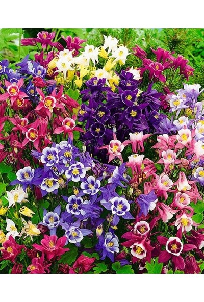 Rüzgar Botanik Haseki Küpesi Mix Karışık Rüzgar Botanik Haseki Küpesi Mix Karışık