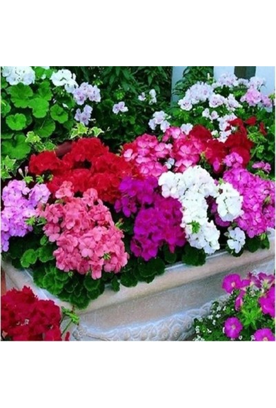 Rüzgar Botanik Sardunya Çiçeği Fidesi 5CM-15CM 30 Adet Karışık Renk