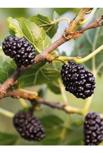 Rüzgar Botanik Musul Dut Fidanı 3 Yaş 100-120CM Rüzgar Botanik Musul Dut Fidanı 3 Yaş 100-120CM