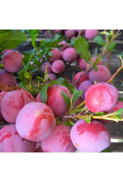 Rüzgar Botanik Santa Rosa Erik Fidanı 5 Yaş 150-200 cm Rüzgar Botanik Santa Rosa Erik Fidanı 5 Yaş 150-200 cm