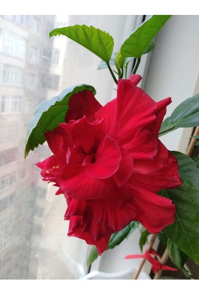 Rüzgar Botanik Kırmızı Katlı Japon Gülü 40CM-60CM