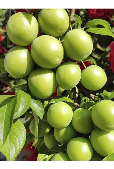 Rüzgar Botanik Cin Erik Tam Bodur 80 cm