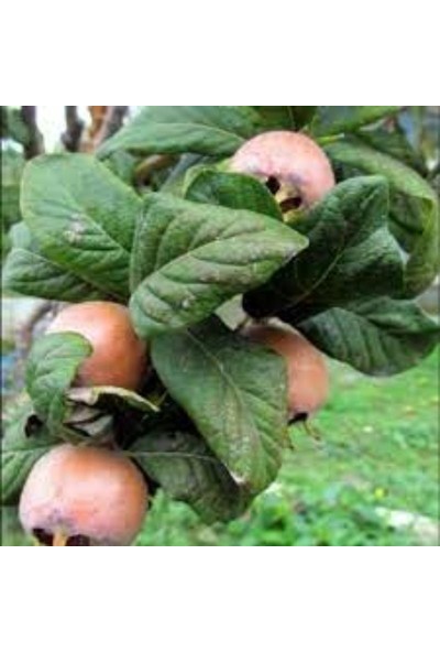 Rüzgar Botanik Jumbo Döngel Muşmula Tam Bodur 80 cm Rüzgar Botanik Jumbo Döngel Muşmula Tam Bodur 80 cm