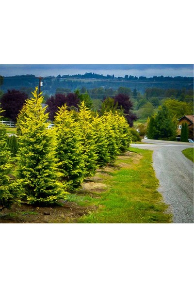 Rüzgar Botanik Goldrider Leylandi Fidanı 80CM-100CM