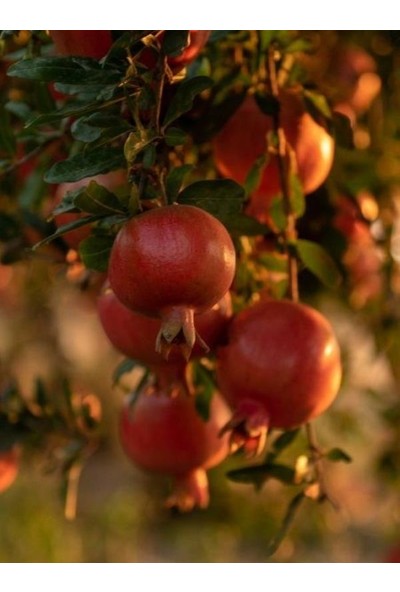 Rüzgar Botanik Yarı Ekşi Nar Fidanı 80 cm 100 cm Rüzgar Botanik Yarı Ekşi Nar Fidanı 80 cm 100 cm