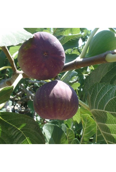 Rüzgar Botanik Mor Güz Inciri 4 Yaşında 100 cm 150 cm Rüzgar Botanik Mor Güz Inciri 4 Yaşında 100 cm 150 cm