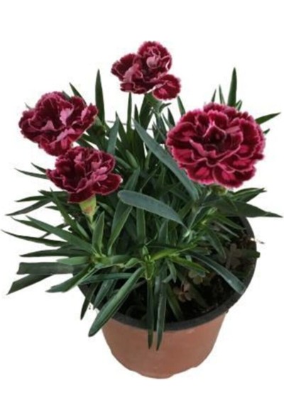 Rüzgar Botanik Lila Bordo Karanfil Çiçeği 60CM-80CM Rüzgar Botanik Lila Bordo Karanfil Çiçeği 60CM-80CM