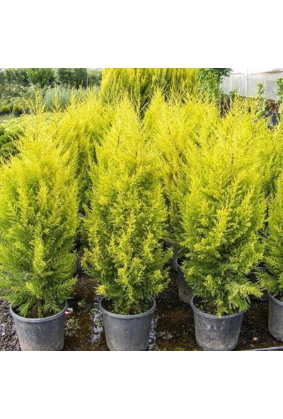 Rüzgar Botanik Limon Çamı Fidanı 40CM-60CM Rüzgar Botanik Limon Çamı Fidanı 40CM-60CM