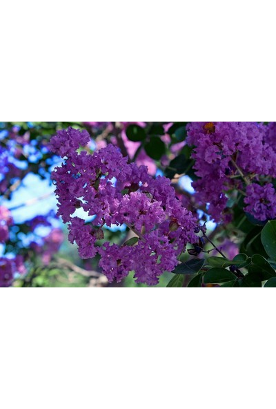 Rüzgar Botanik Mor Oya Ağacı Fidanı 150CM-200CM Rüzgar Botanik Mor Oya Ağacı Fidanı 150CM-200CM