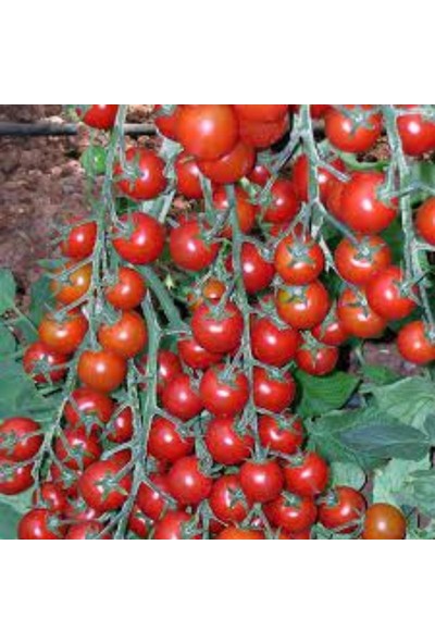 Rüzgar Botanik Çeri Domates Fidesi Tüplü 10 Adet Rüzgar Botanik Çeri Domates Fidesi Tüplü 10 Adet