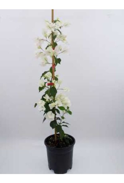 SERVET GARDEN Begonvil Sarmaşığı - Beyaz (80-100CM) SERVET GARDEN Begonvil Sarmaşığı - Beyaz (80-100CM)