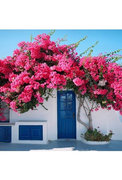 SERVET GARDEN Begonvil Sarmaşığı - Pembe (50-80CM)