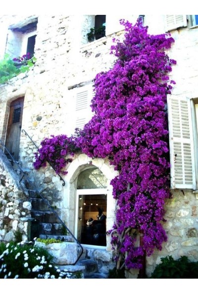 SERVET GARDEN Begonvil Sarmaşığı - Mor (80-100CM) SERVET GARDEN Begonvil Sarmaşığı - Mor (80-100CM)