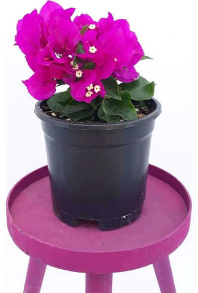 Begonvil Sarmaşığı-Koyu PEMBE(20-40CM)