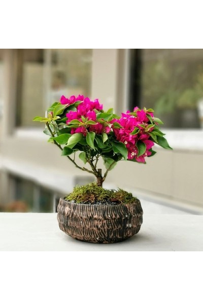 SERVET GARDEN Bonsai Begonvil Çiçeği-Koyu Pembe SERVET GARDEN Bonsai Begonvil Çiçeği-Koyu Pembe