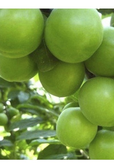 Rüzgar Botanik Can Erik 3 Yaş 100-120CM Rüzgar Botanik Can Erik 3 Yaş 100-120CM