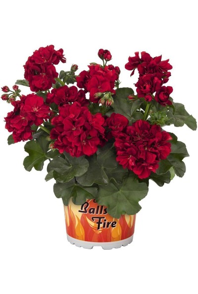 Rüzgar Botanik Bordo Sakız Sardunya Çiçeği Fidanı 10CM-30CM Rüzgar Botanik Bordo Sakız Sardunya Çiçeği Fidanı 10CM-30CM
