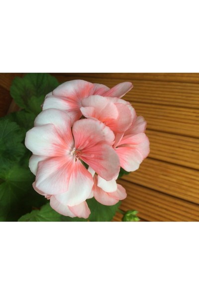 Rüzgar Botanik Turuncu Beyaz Alacalı Sardunya Çiçeği Fidanı 10CM-30CM Rüzgar Botanik Turuncu Beyaz Alacalı Sardunya Çiçeği Fidanı 10CM-30CM
