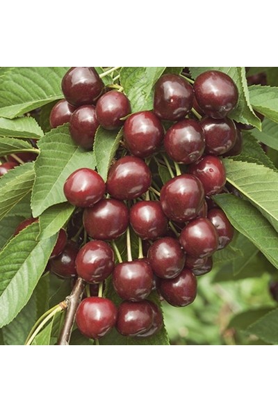 Rüzgar Botanik Karina Kiraz Tam Bodur