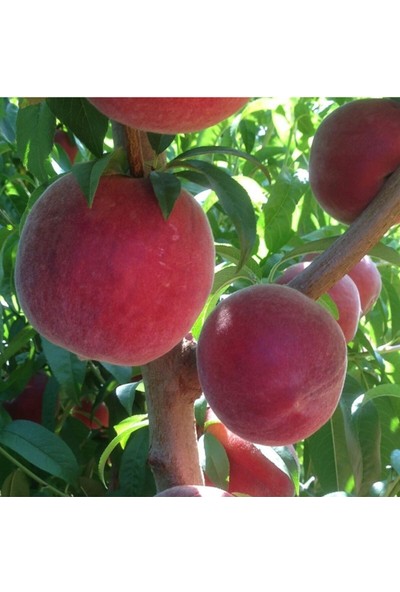 Rüzgar Botanik Royal Glory Şeftali Fidanı 100 cm 120 cm Rüzgar Botanik Royal Glory Şeftali Fidanı 100 cm 120 cm