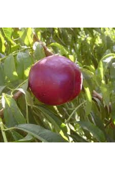 Rüzgar Botanik Red Nektarin 100 cm 120 cm Rüzgar Botanik Red Nektarin 100 cm 120 cm