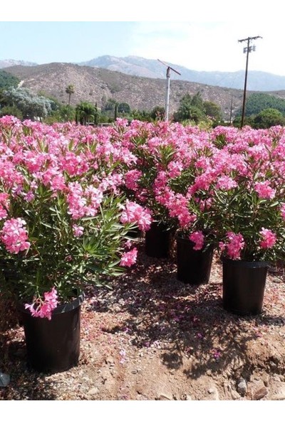 Rüzgar Botanik Pembe Zakkum Çiçeği Fidanı Saksılı 40CM-60CM Rüzgar Botanik Pembe Zakkum Çiçeği Fidanı Saksılı 40CM-60CM