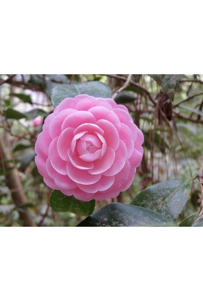 Rüzgar Botanik Pembe Kamelya Çiçeği 40CM-60CM Rüzgar Botanik Pembe Kamelya Çiçeği 40CM-60CM