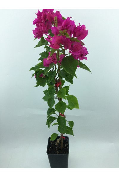 SERVET GARDEN Begonvil Sarmaşığı - Koyu Pembe (50-80CM) SERVET GARDEN Begonvil Sarmaşığı - Koyu Pembe (50-80CM)