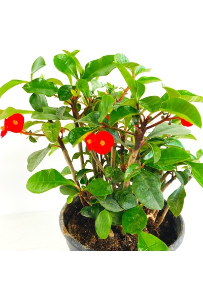 Ender Peyzaj Euphorbia Geroldii (Dikensiz Sütleğen) 13 cm Saksıda Ender Peyzaj Euphorbia Geroldii (Dikensiz Sütleğen) 13 cm Saksıda