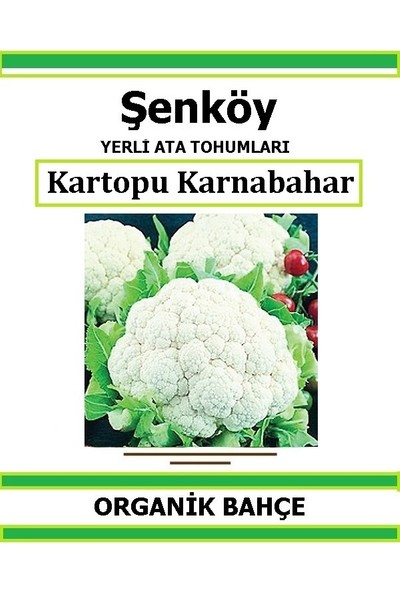 Şenköy Yerli Kartopu Karnabahar Tohumu Doğal Ata Tohum Pakette 30 Tohum + Hediye Sebze Tohumu Şenköy Yerli Kartopu Karnabahar Tohumu Doğal Ata Tohum Pakette 30 Tohum + Hediye Sebze Tohumu