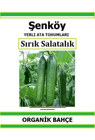 Şenköy Yerli Sırık Köy Salatalık Tohumu Doğal Ata Tohum Pakette 10 Tohum + Hediye Sebze Tohumu Şenköy Yerli Sırık Köy Salatalık Tohumu Doğal Ata Tohum Pakette 10 Tohum + Hediye Sebze Tohumu
