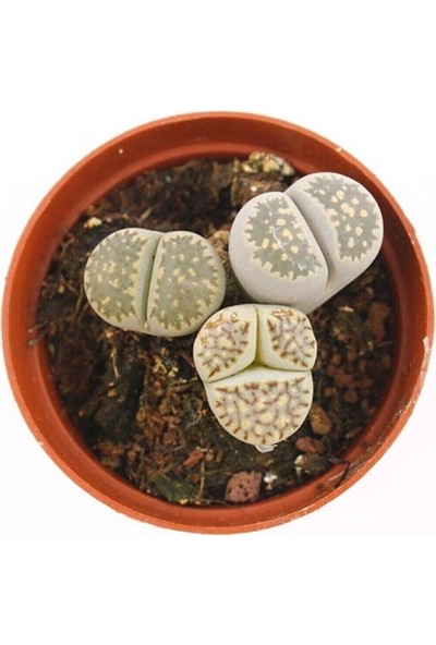 Emin Kaktüs Lithops - Taş Kaktüs - Yaşayan Taş 5.5 cm Saksıda Emin Kaktüs Lithops - Taş Kaktüs - Yaşayan Taş 5.5 cm Saksıda