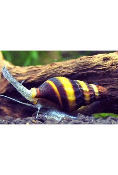 Mesmerizing Shopp Mesmerizingshopp Salyangoz Helena Katl Salyangoz 3 Adet