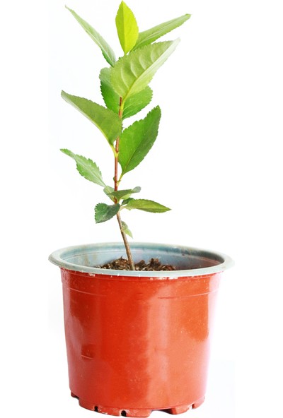 Aronya Fidanı 1 Adet Aronya Fidanı 1 Adet