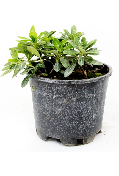 Bodur Yıldız Çalısı Pittosporum Tobira Nana, Saksıda